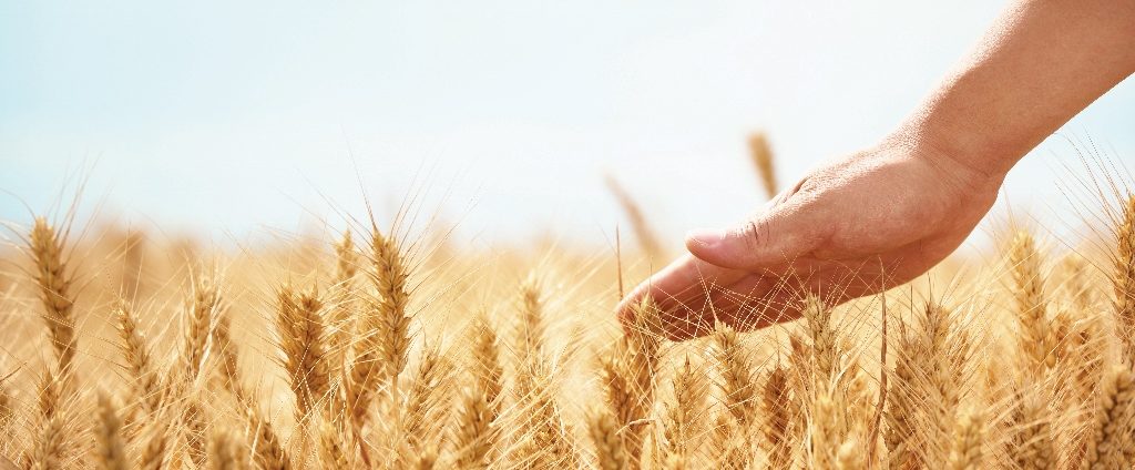 Mixing the Cake: Strategic Cultivation, a Solution to Nutrient ...